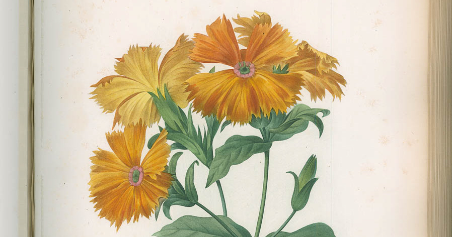 Botanical expeditions, visionary landscapes and the language of flowers ...